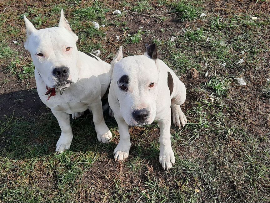 Лучший друг