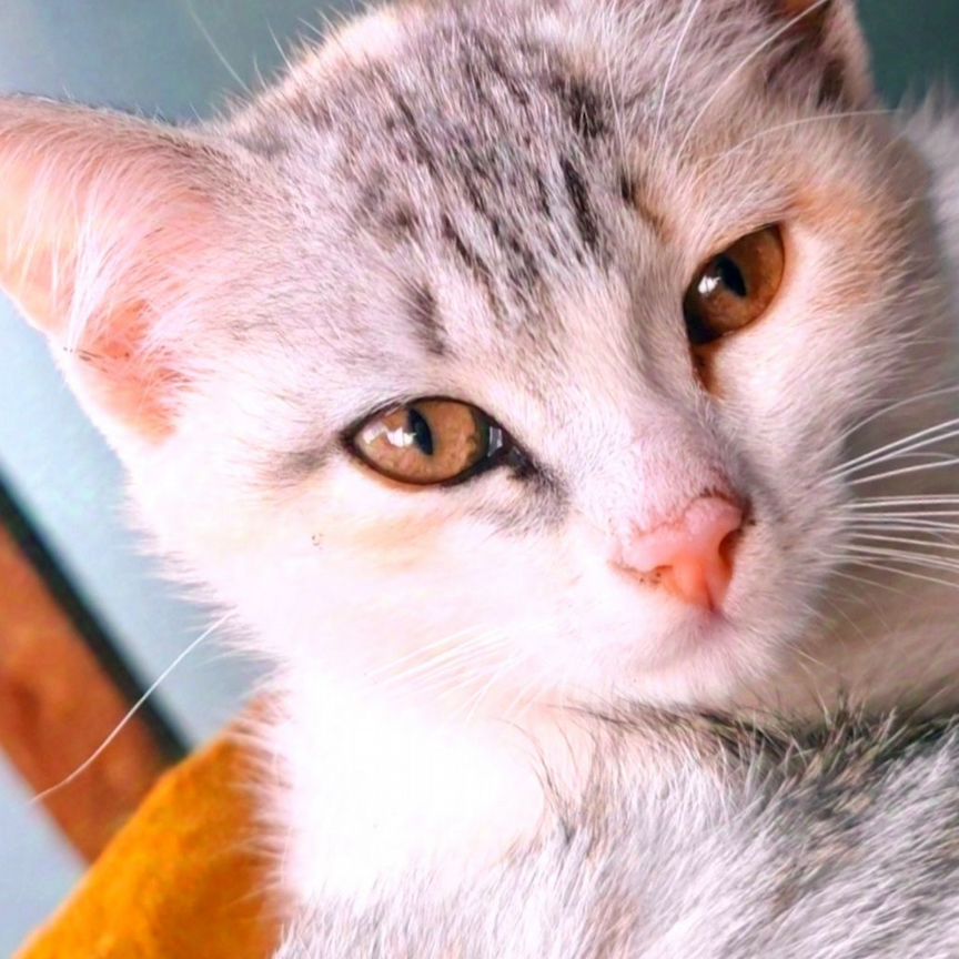 Котенок котятки котенок котейки