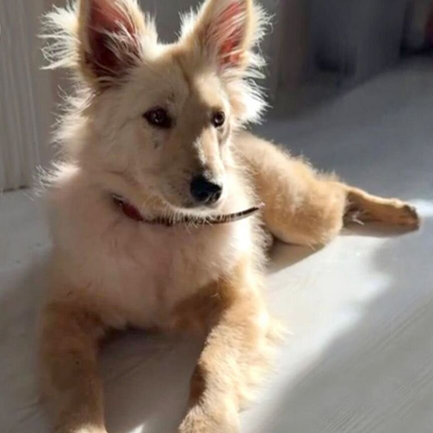 Маленькая хорошенькая собачка в добрые руки