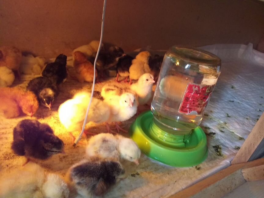 Цыплята породистые. Зелёное, голубое яйцо