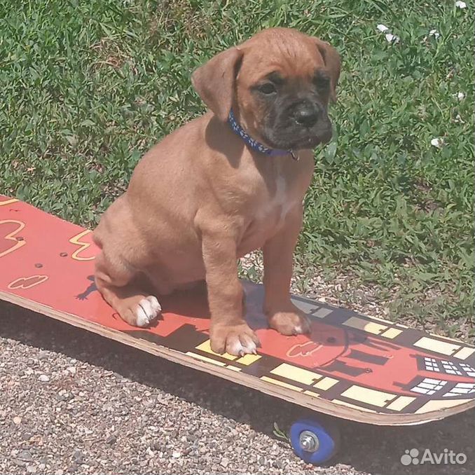 Щенки немецкого боксера