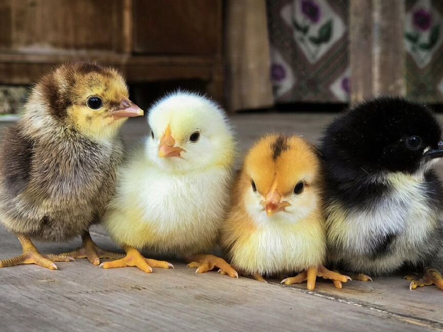 Цыплята суточные доминанты