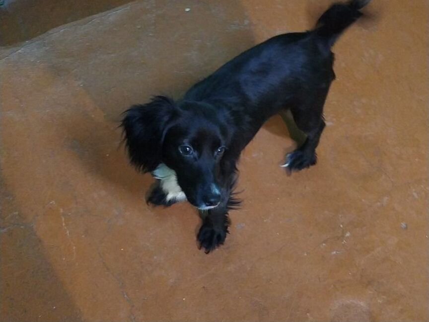 Отдаётся щенок за благодарность