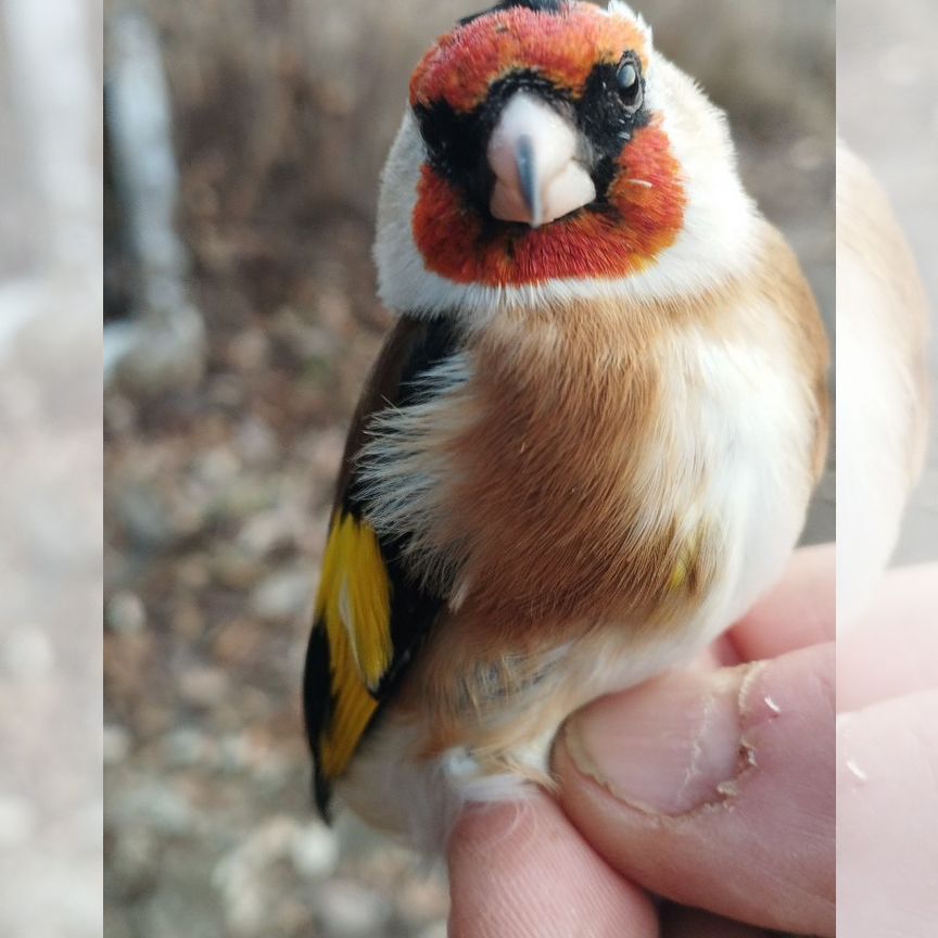 Певчие лесные птицы каменск уральский