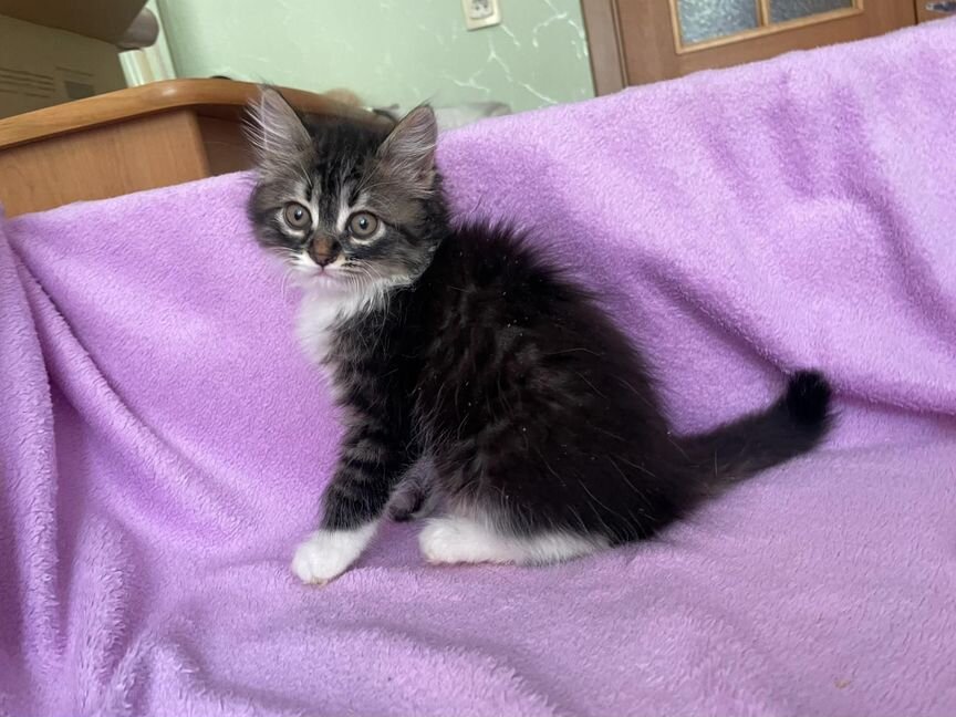 Кошечка 2 мес в приюте