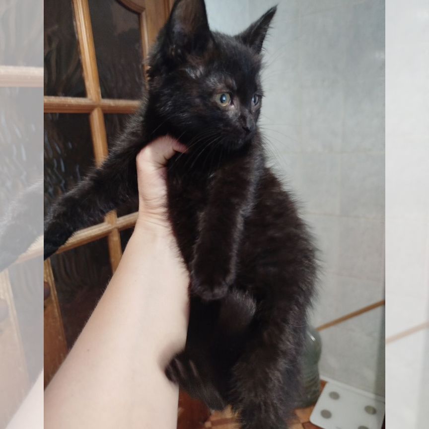 Ищет дом девочка 2 месяца