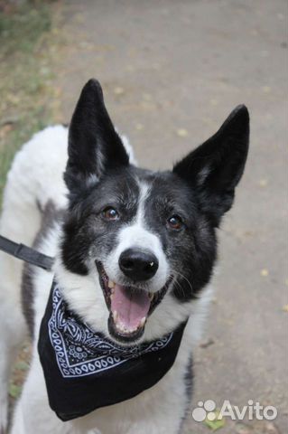 Собака в поисках мамы