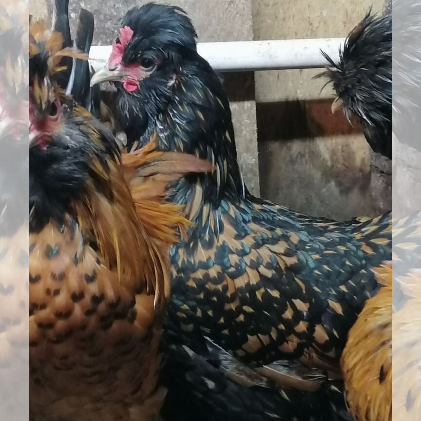 Куры павловские