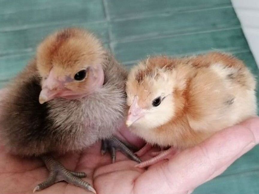 Цыплята помесные