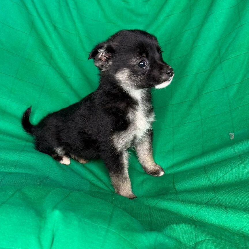 Маленькая собака в добрые руки бесплатно