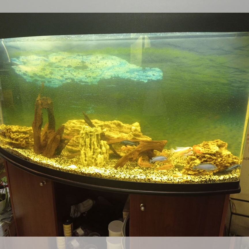 Аквариум со всем содержимым