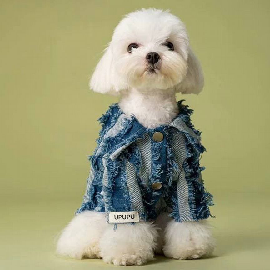 Одежда для собак