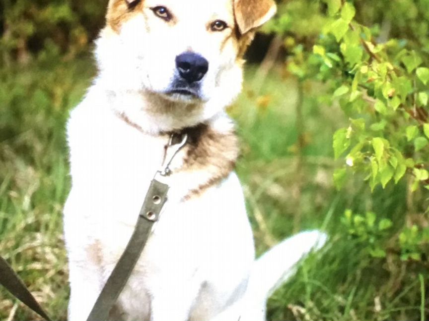 Молодой пёс Бим ищет дом и любимую семью