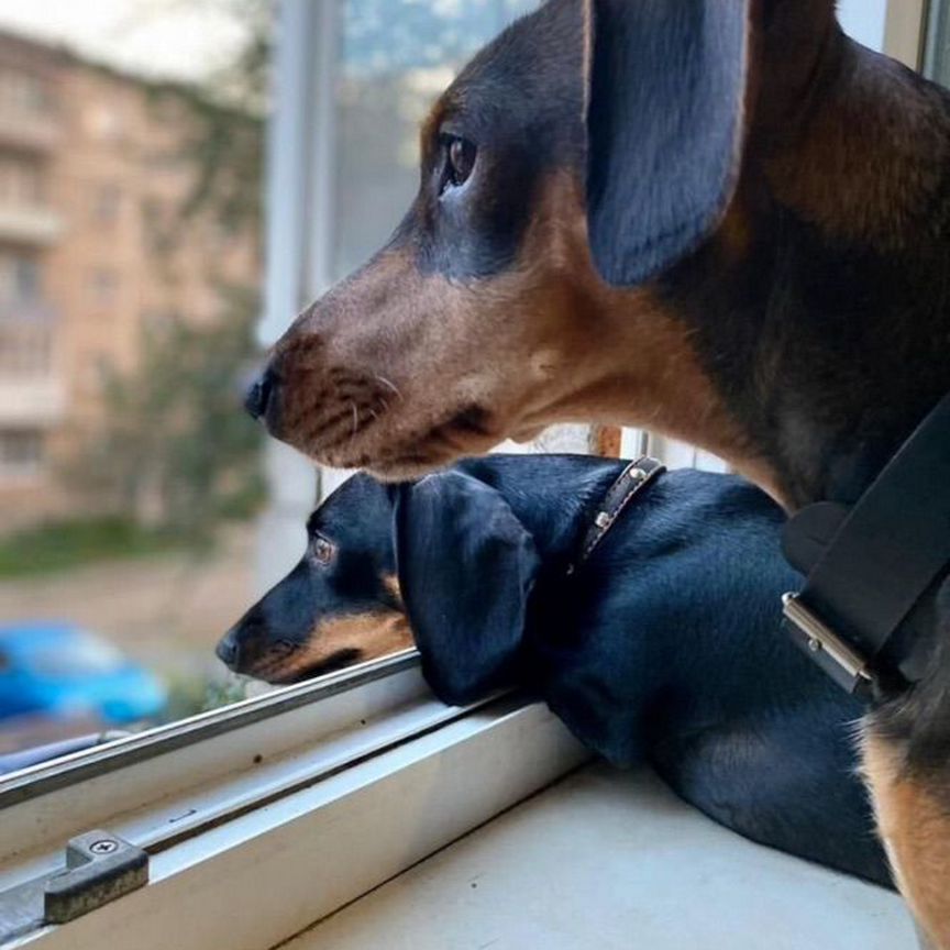 Продаются таксы