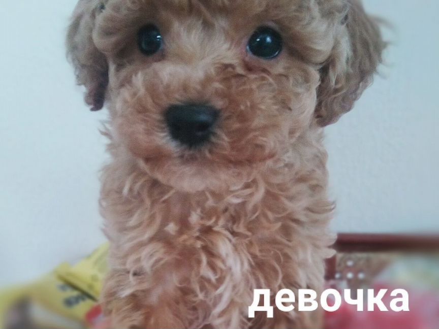 Мальтипу девочка