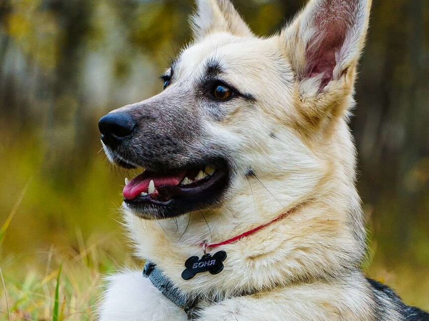 Щенок в добрые руки / бесплатно