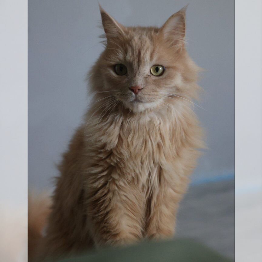 Котик в добрые руки