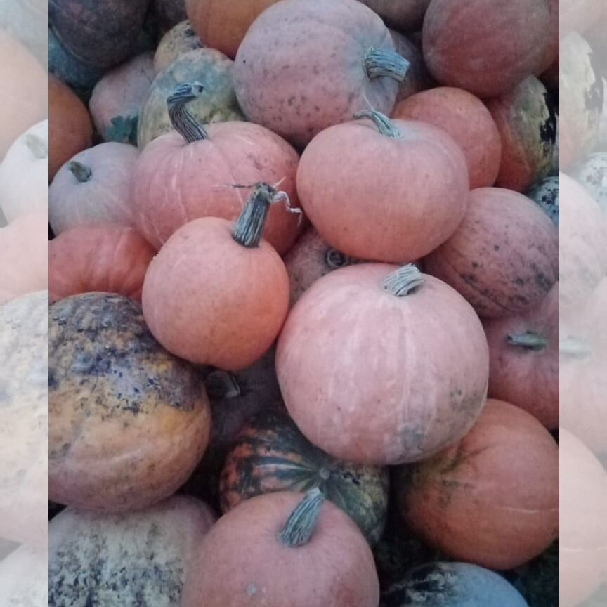 Тыква кормовая