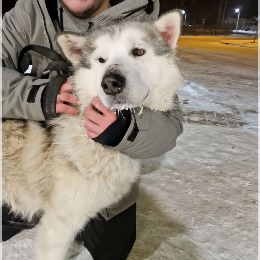 Аляскинский маламут, взрослая собака