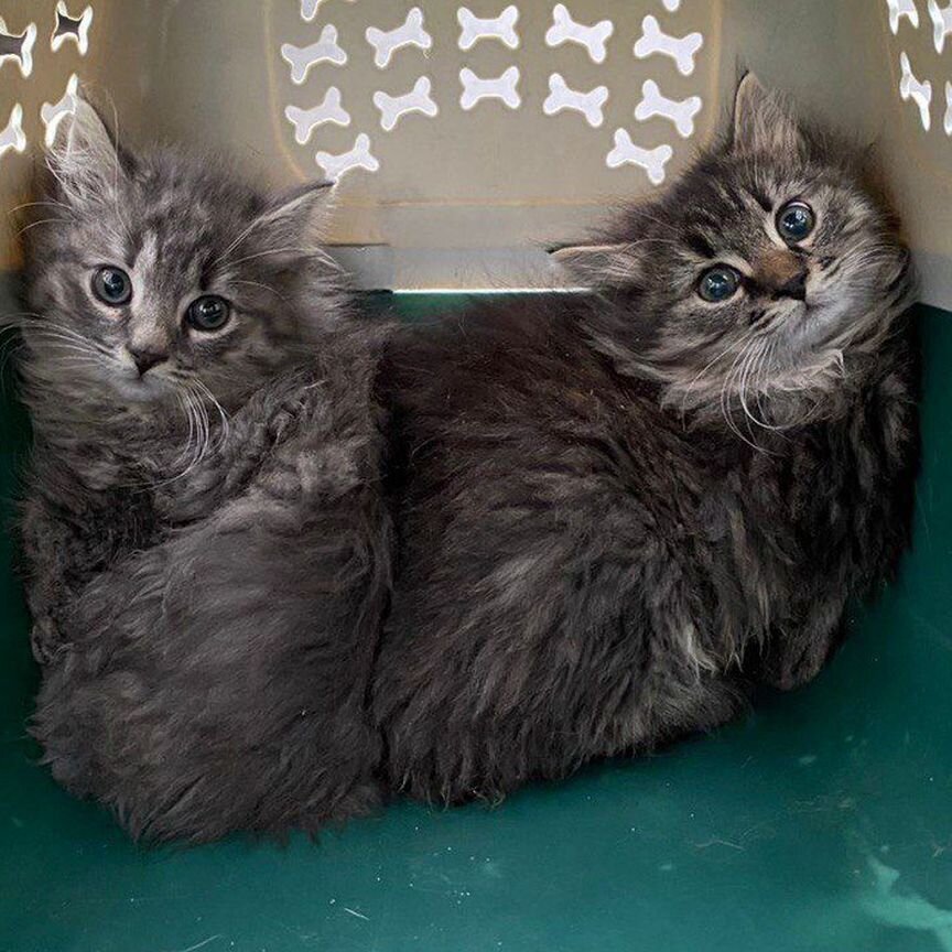 Сибирский котёнок