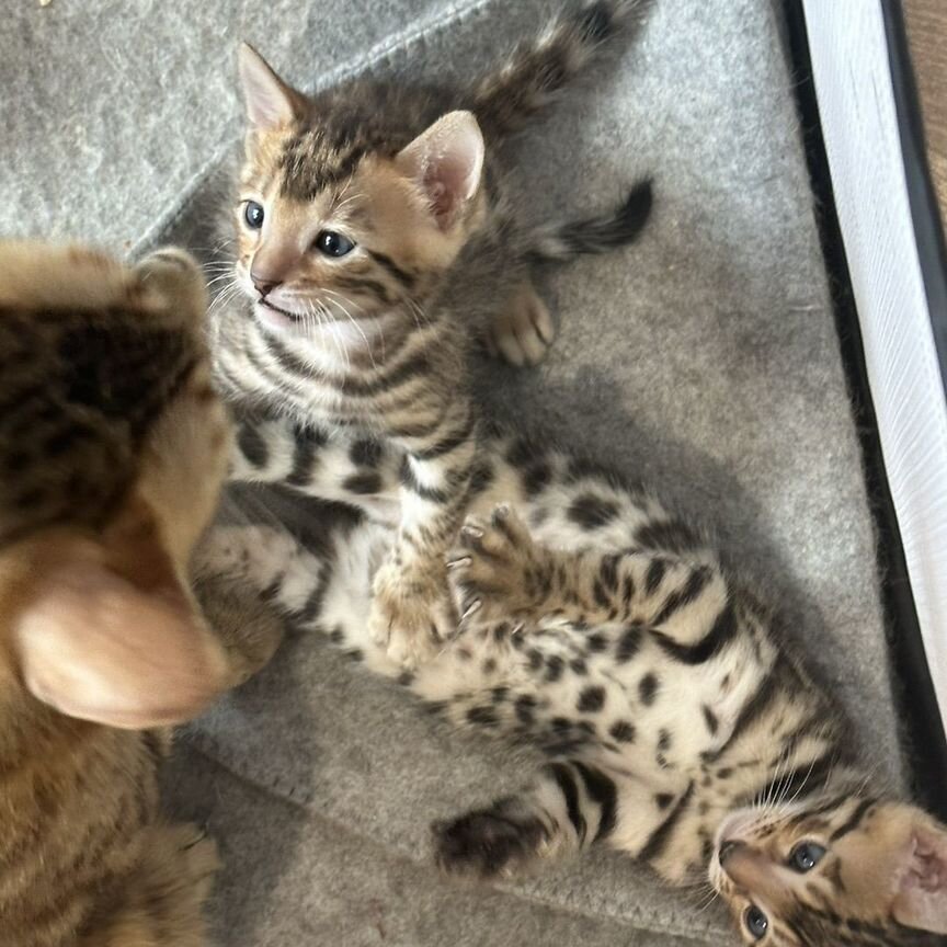 Бенгальские малыши в добрые руки