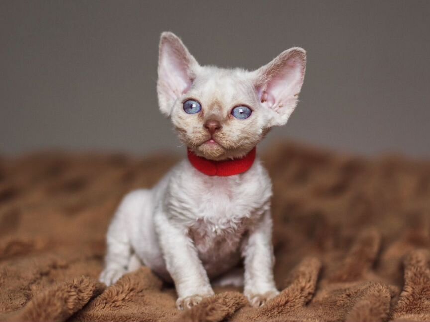 Голубоглазая сказка