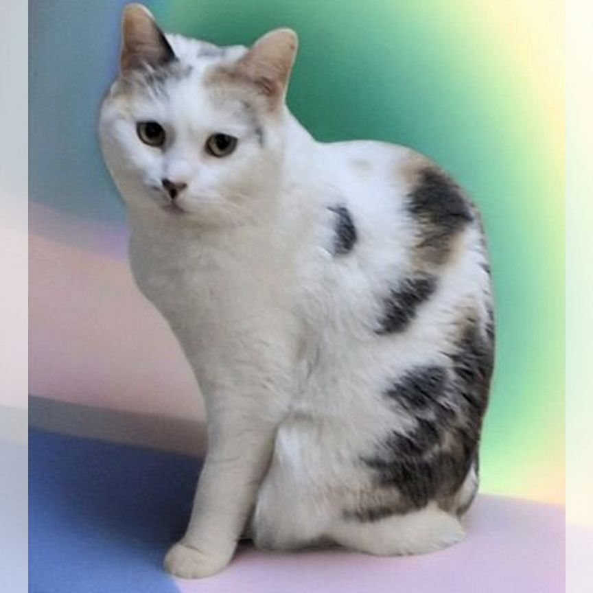 Кошечка любавушка В самые добрые руки