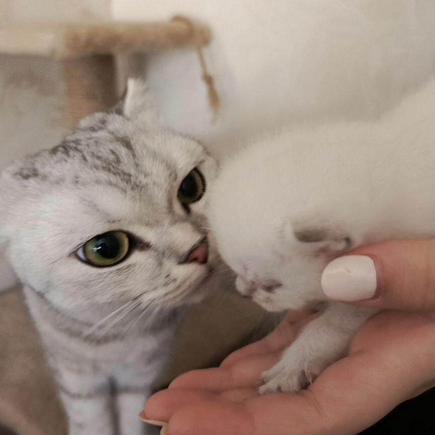 Шотландские вислоухие котята