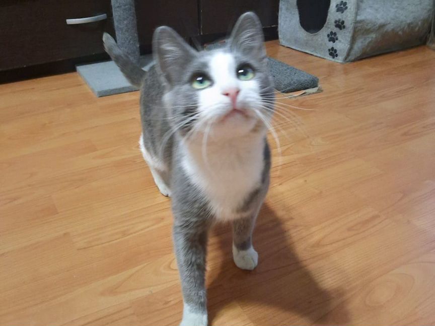 Кот серо-белый Сержик ищет дом