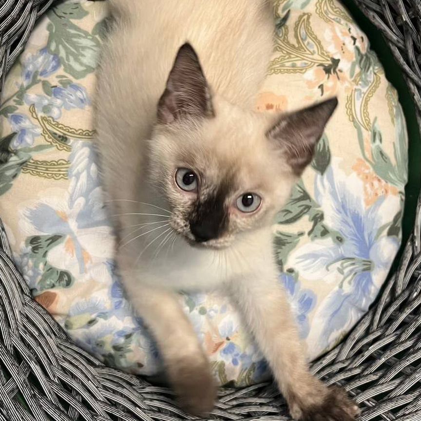 Котёнок в добрые руки