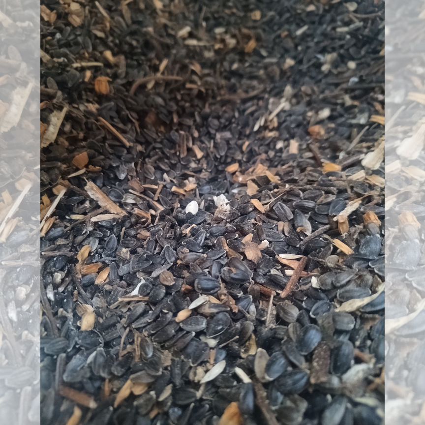 Семечки для птиц