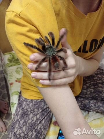 Паук птицеед