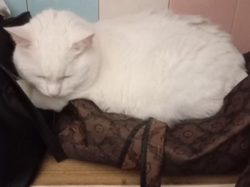 Кот кострированый