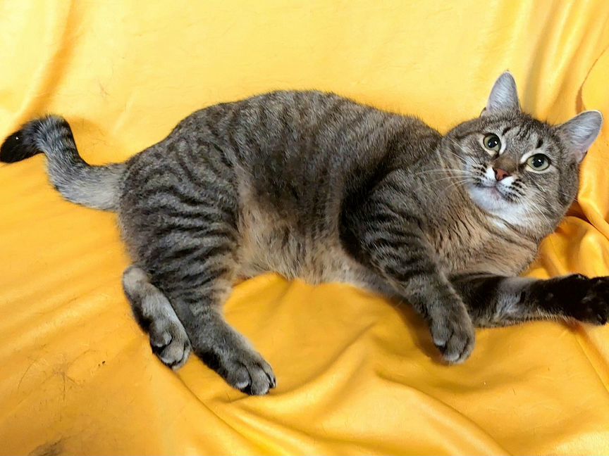 Плюшевая кошка 10 месяцев