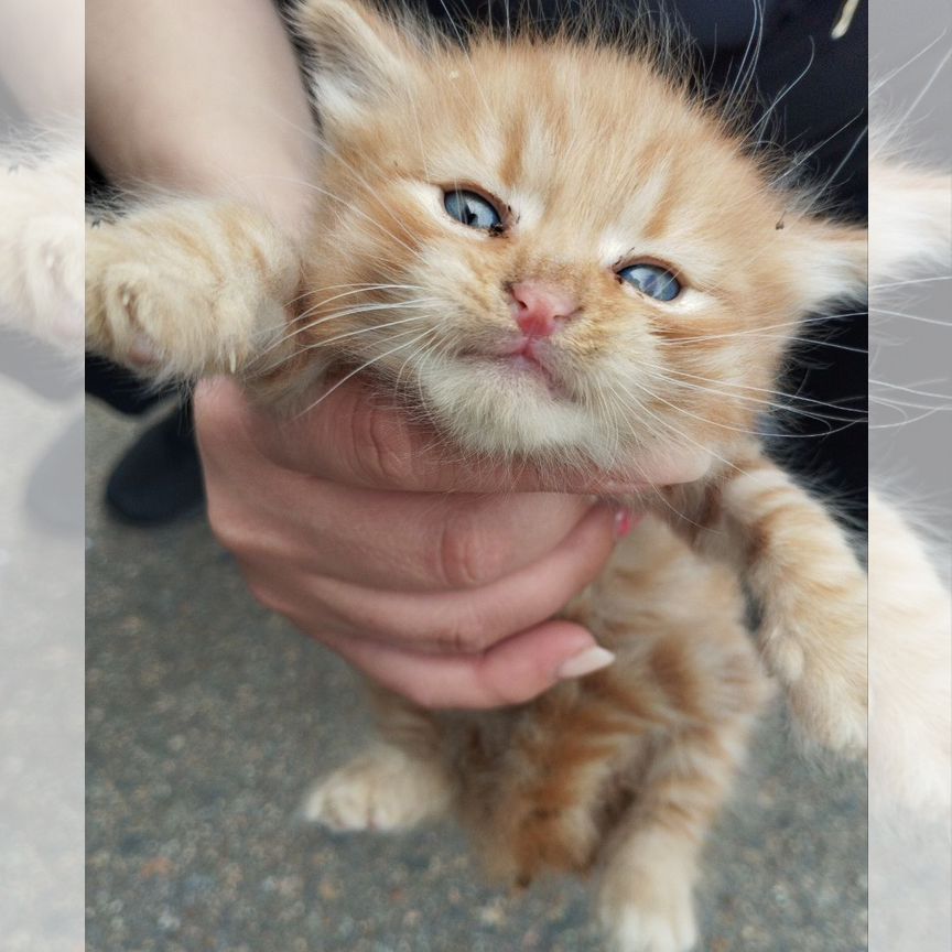 Рыженький котёнок