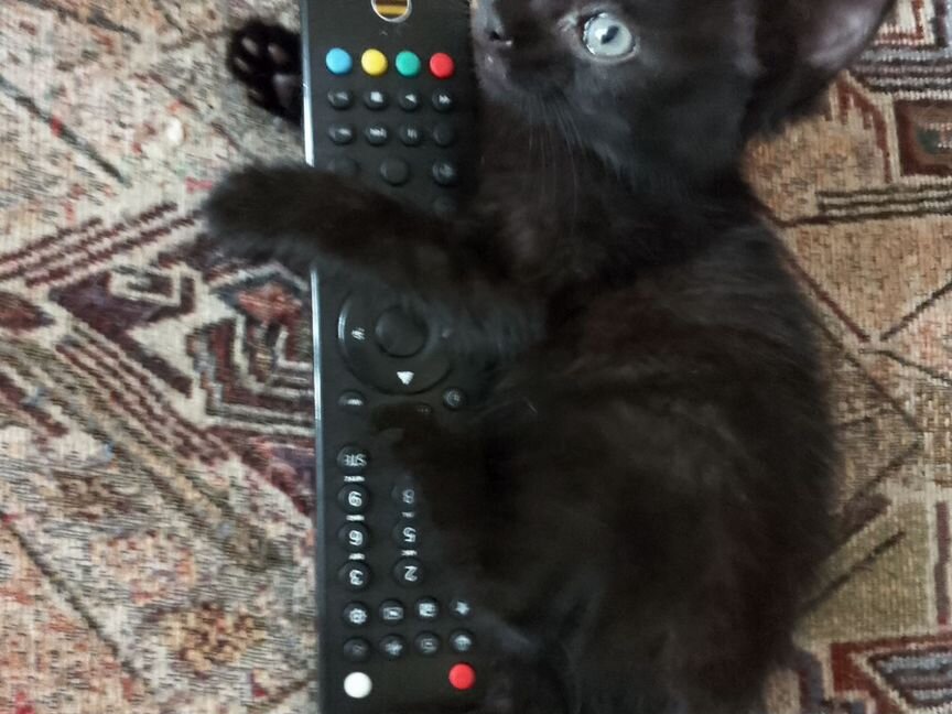 Котенок Муха
