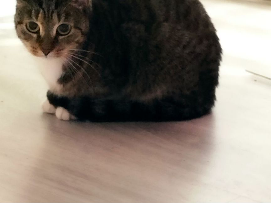 2 кошки две сестренки ищут новый дом