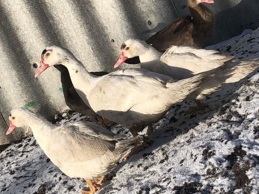 Мясо Индоутки, куры