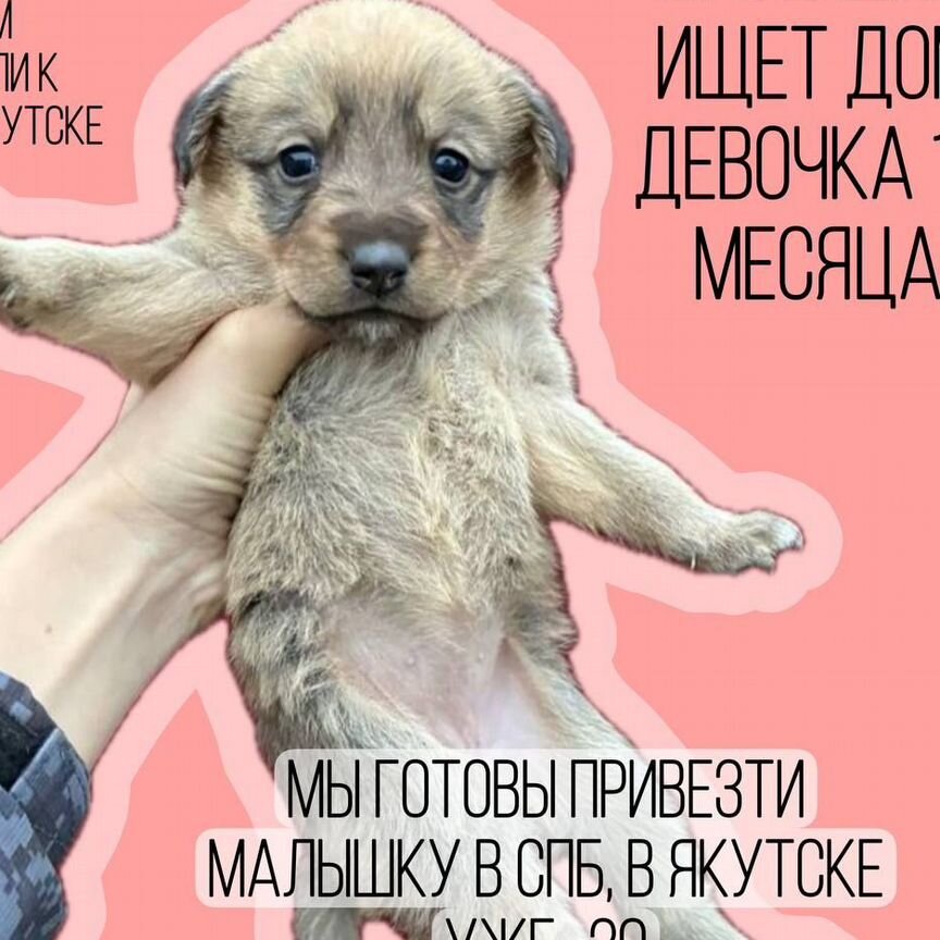 Щенок в добрые руки