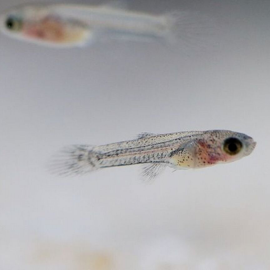 Мальки гуппи