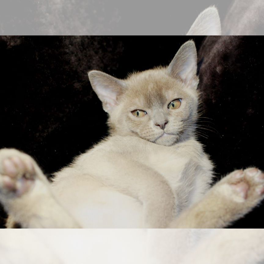 Европейский бурманский котёнок