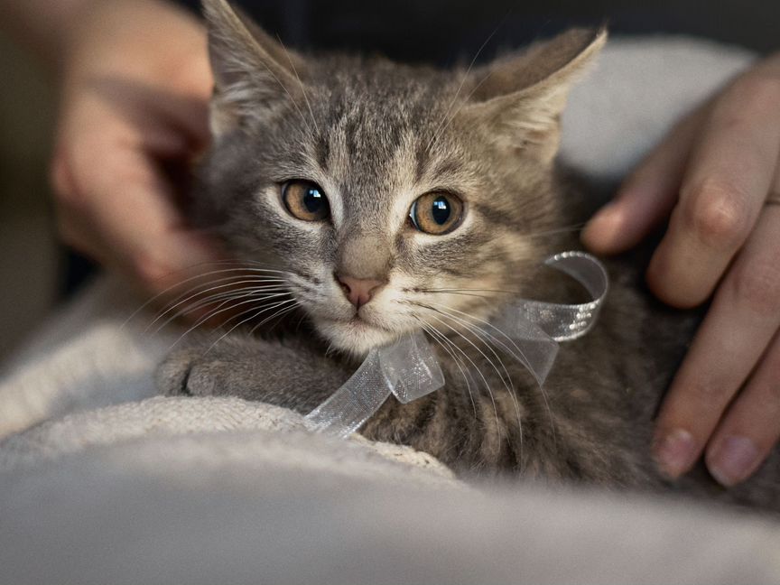 Маленький котёнок в добрые руки