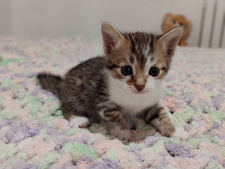 Котенок Мальчик бенгал в добрые руки бесплатно