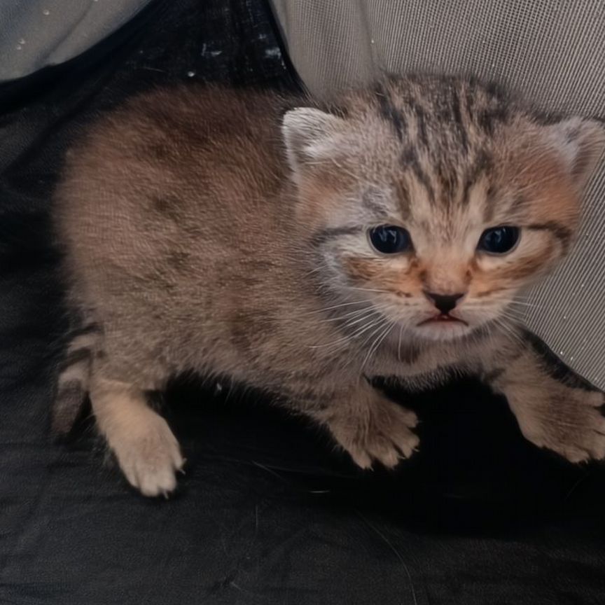 Шотландский вислоухий короткошёрстный котёнок