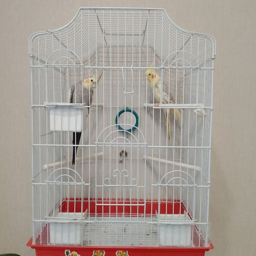 Попугаи Корелла