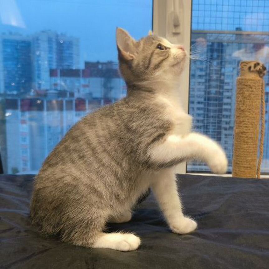 Котёнок