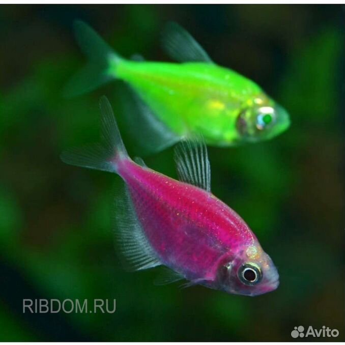 Тернеция фиолетовая