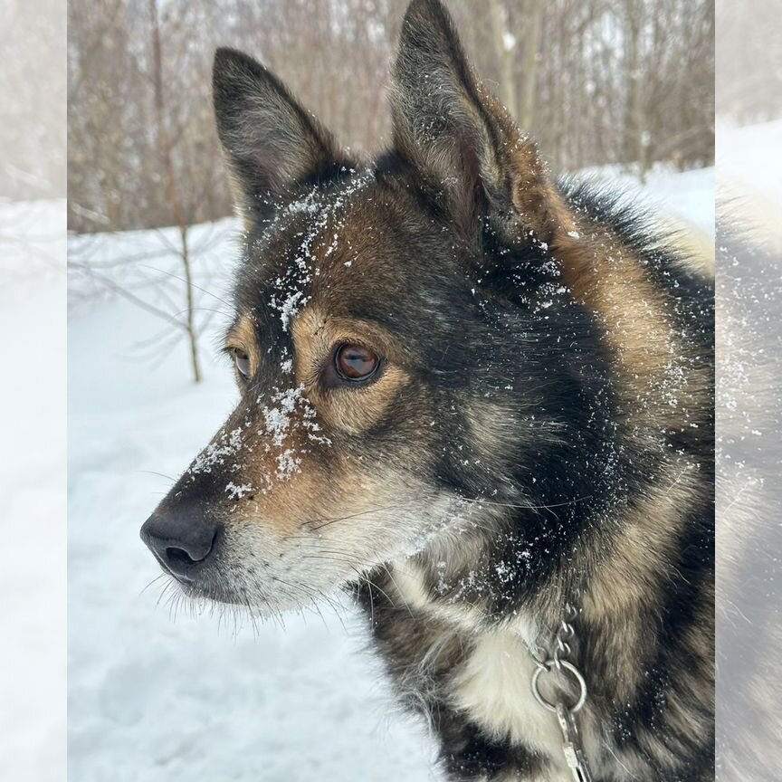 Грей в поисках семьи