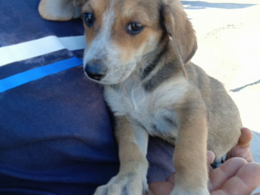 Собака в добрые руки щенок девочка