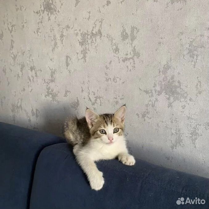 Кошечка Лея ищет дом